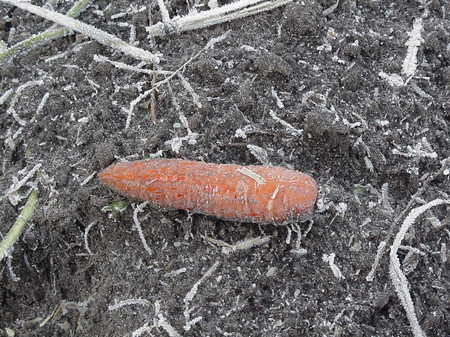 Wortelteelt - Hei, Heg & Hoogeind